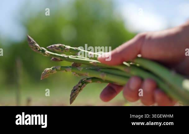 Holding fresh green asparagus shoots tightly displaying the bunch by ...