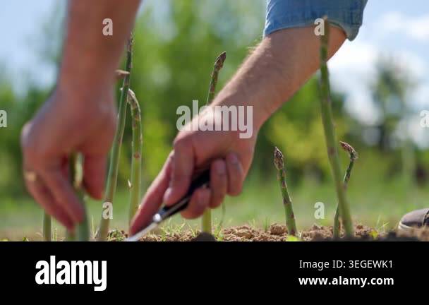 Skilled hands reach into the frame grasping fresh green asparagus ...