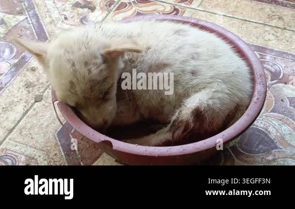 white cat in the garden Stock Video Footage - Alamy