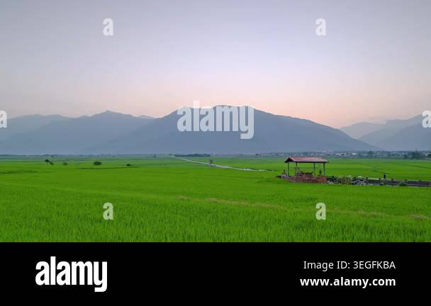 A scenic view of lush green rice fields in Chishang, Taitung, Taiwan ...