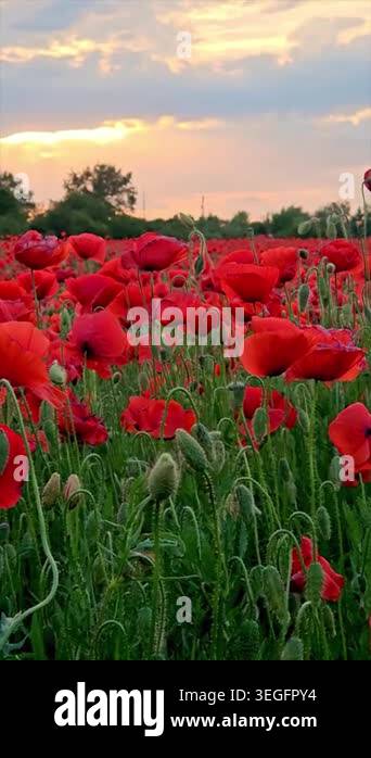 Vivid warm sunset casting golden orange light over blooming poppy field ...