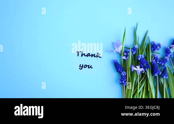 fresh blooming muscari and scilla flowers on pastel blue surface Stock ...