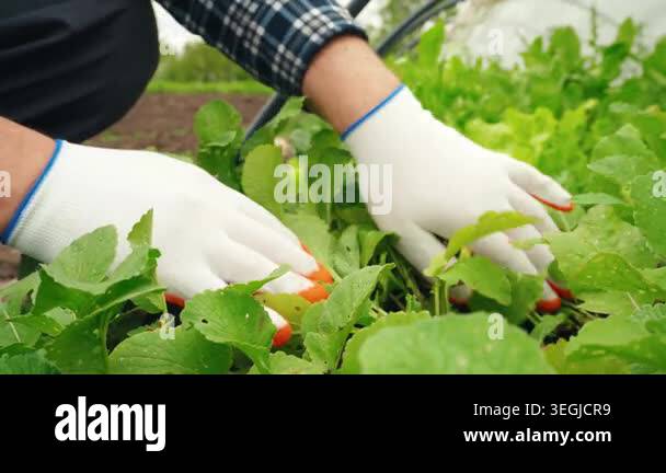 Gardener in white gloves gently pulls radishes from the soil in a ...
