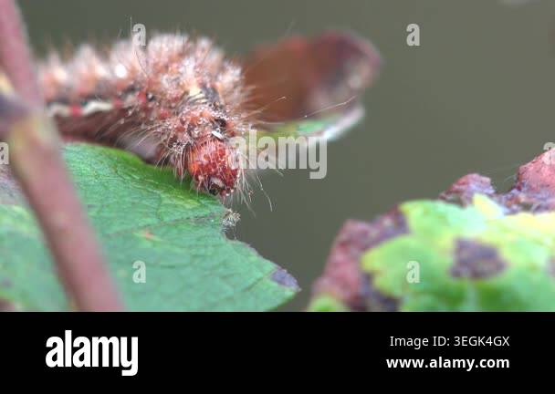 Soft macro of fluffy hairy caterpillar Erebidae with morning dew drops ...