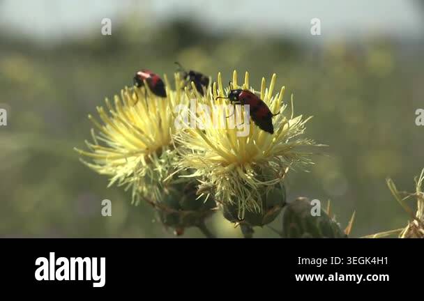 Two red-and-black spotted Mylabris blister beetles feed on cream-yellow ...