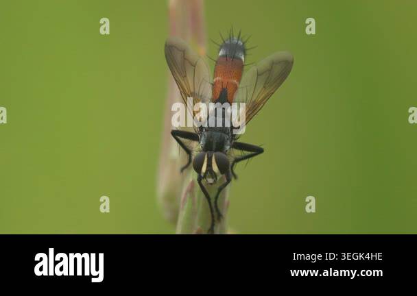 Detailed macro close up of tachinid fly with transparent wings and ...