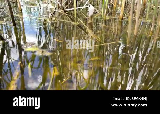 Slow motion video of tadpoles swimming through shallow freshwater ...