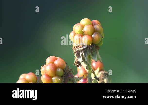 Close up cinematic macro footage of berry clusters on plant stems with ...
