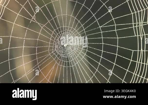 Macro of perfectly symmetrical orb spider web with thousands of morning ...