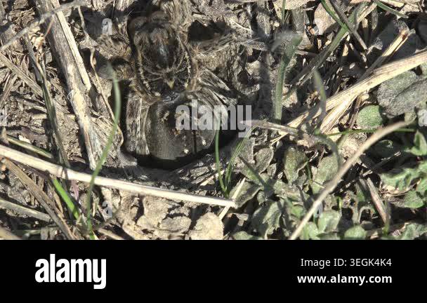 Macro of a large hairy wolf spider guarding its vertical burrow in dry ...