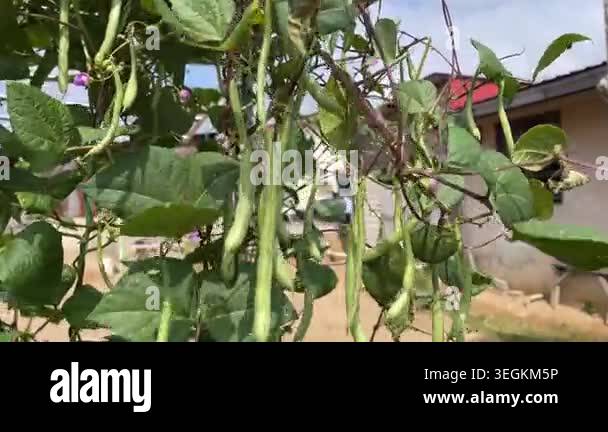 Fresh green French Bean pods Phaseolus vulgaris hang from a leafy vine ...