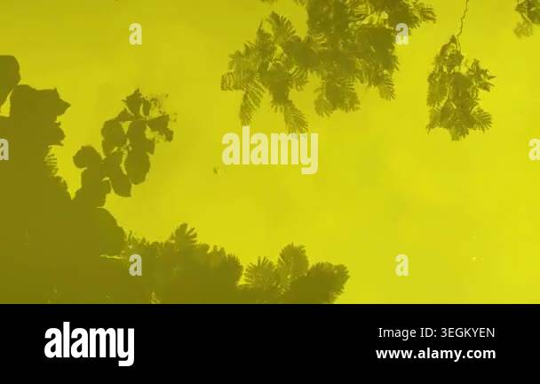 Silhouettes of trees against a bright yellow background Stock Video ...