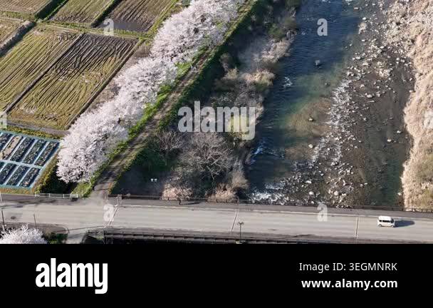 Aerial view of river surrounded by cherry blossoms Stock Video Footage ...