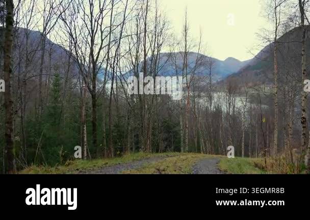 Quiet forest road through birch trees with distant fjord and mountains ...