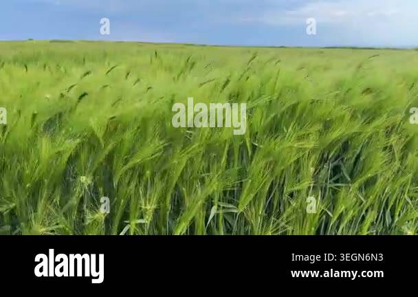 Cinematic view of green barley fields waving in the wind on the Istria ...
