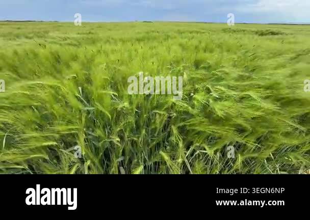 Cinematic view of green barley fields waving in the wind on the Istria ...