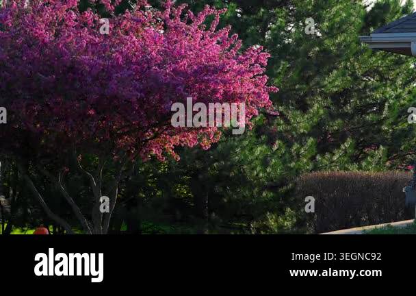 Pink flowering crabapple tree in full bloom along suburban street ...