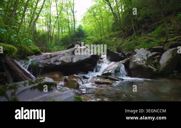 Tranquil forest creek running over stones and small cascades beneath a ...