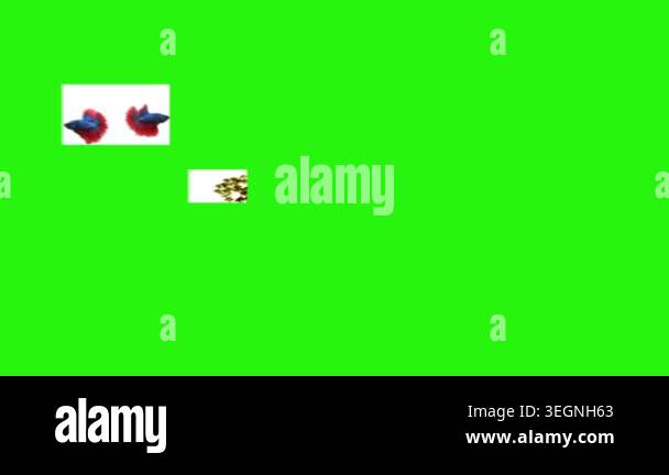 fish on green screen, clip Stock Video Footage - Alamy