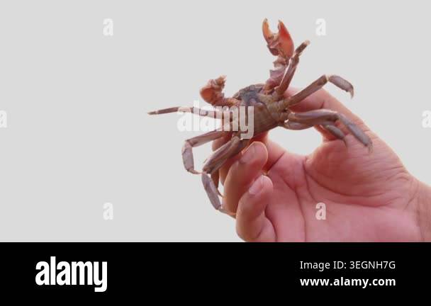 hand holding crab on isolated Stock Video Footage - Alamy