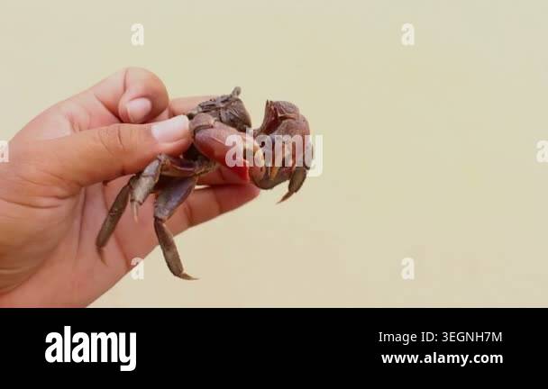 hand holding crab on isolated Stock Video Footage - Alamy