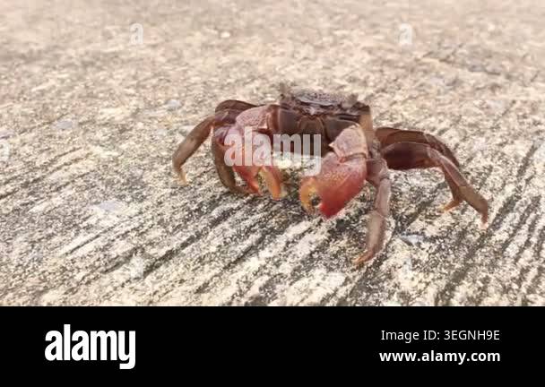 crab walking (hand hold Stock Video Footage - Alamy