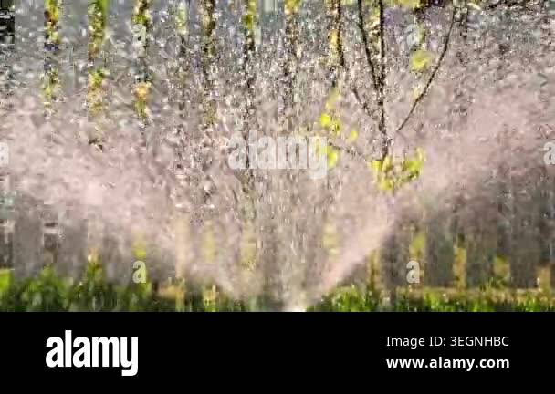 Garden sprinkler watering young fruit tree and grass in backyard on ...