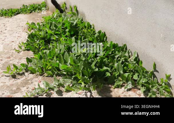 Spraying weeds growing along concrete path near building wall with ...