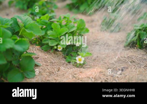 Watering blooming strawberry plants with white flowers in vegetable ...