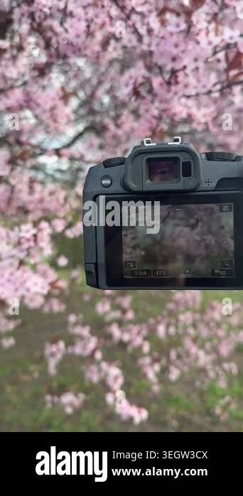 Hand of woman taking pictures of pink blooming tree with a camera in ...