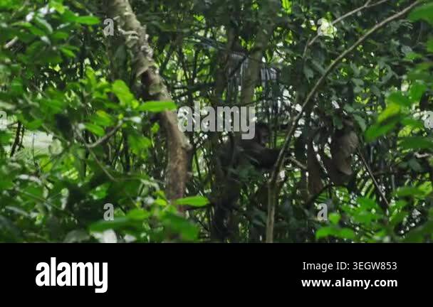 Monkeys move through dense forest canopy. Mood is natural, lively ...