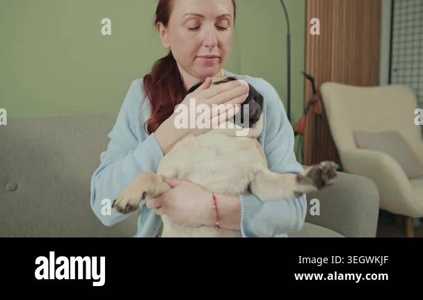 Caring woman gently cleaning facial wrinkles of cute pug dog with ...