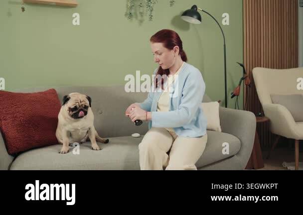 Caring woman gently cleaning facial wrinkles of cute pug dog with ...