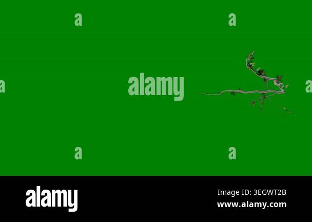 imaginatory fractal background image Stock Video Footage - Alamy