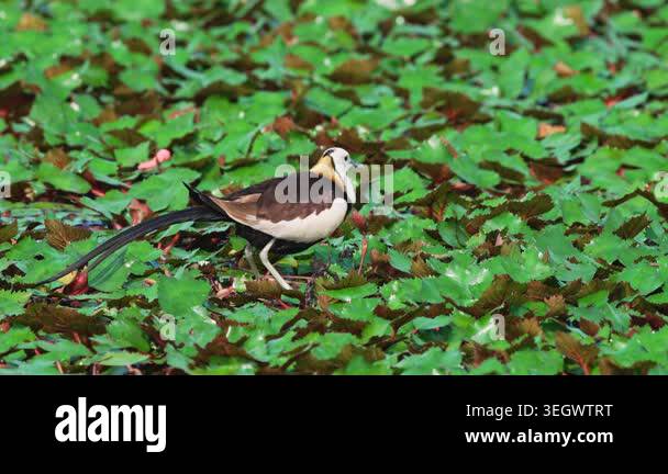 Pheasant Tailed Jacana Closeup in Water Chestnut Field, Jacana Bird ...