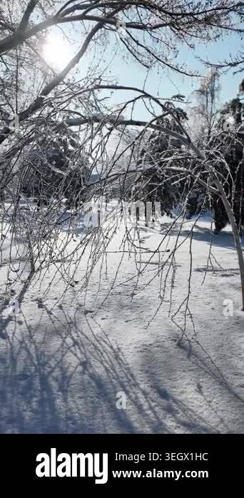 Serene winter park with snow covered paths and frosted trees under a ...