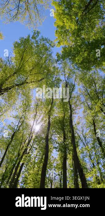 Tall green trees blooming in a spring forest under a clear blue sky ...