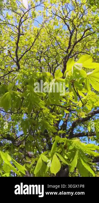 Bright green chestnut leaves glowing in sunlight against a clear blue ...