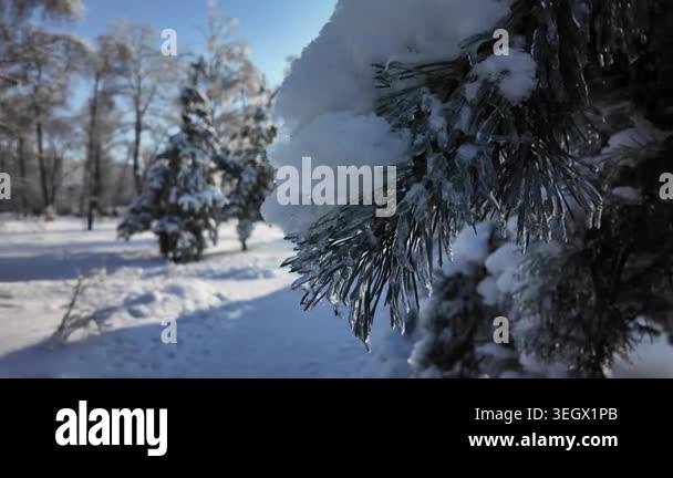 Handheld orbit shot revolving around pine trees heavily covered in ...