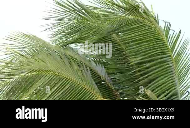 Coconut palm leaves violently swaying in strong wind and tropical storm ...