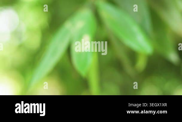 Abstract green nature bokeh background with soft focus and natural ...