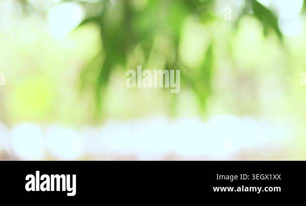 Abstract green nature bokeh background with soft focus and natural ...