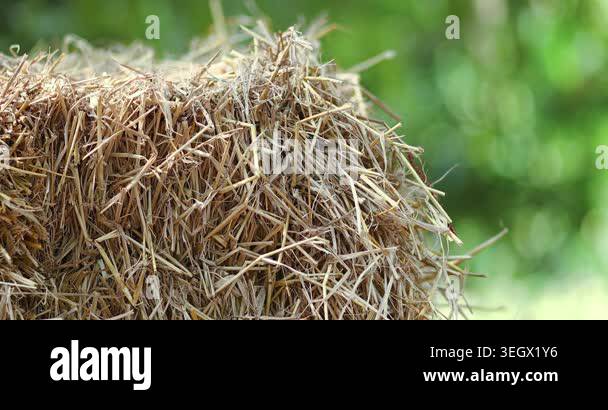 Straw stack, Hay bale natural, Straw for organic advertising and ...