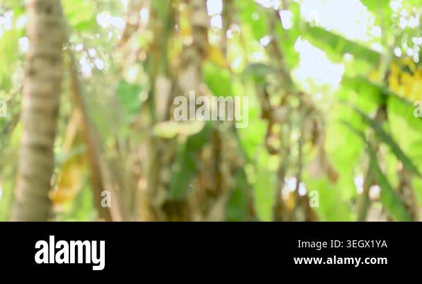 Blurred banana and coconut trees in a tropical garden with soft natural ...