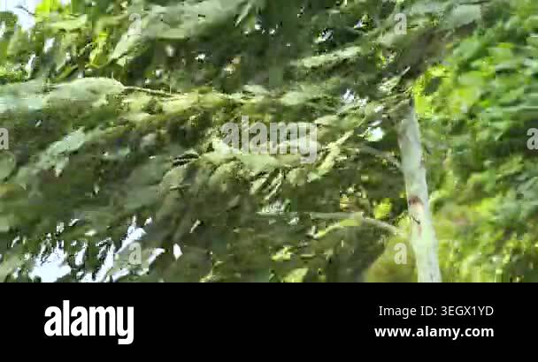 Eucalyptus trees swaying in strong wind with flowing green leaves in ...