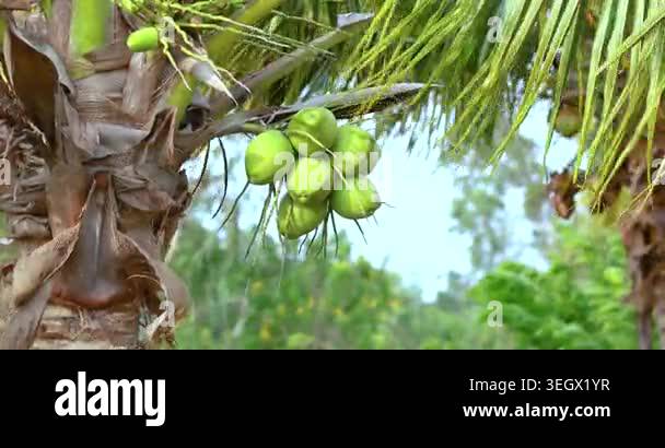 Coconuts green fresh hanging in strong wind on a tropical palm tree ...