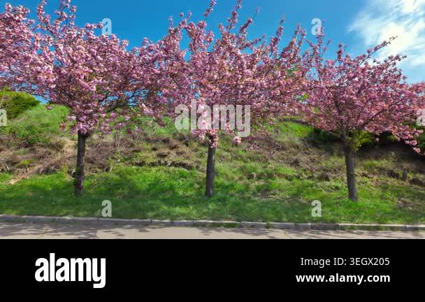 Close up view of pink cherry blossom flowers blooming on a tree branch ...