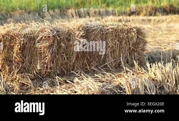 Straw stack, Hay bale natural, Straw for organic advertising and ...