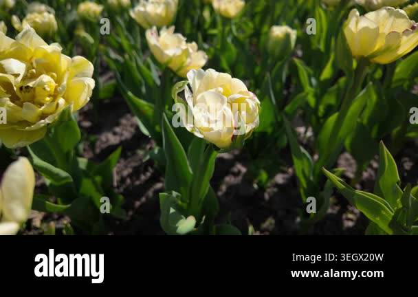 Close up of yellow double late tulips blooming in a sunny spring garden ...