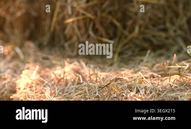 Straw stack, Hay bale natural, Straw background, Straw for organic ...